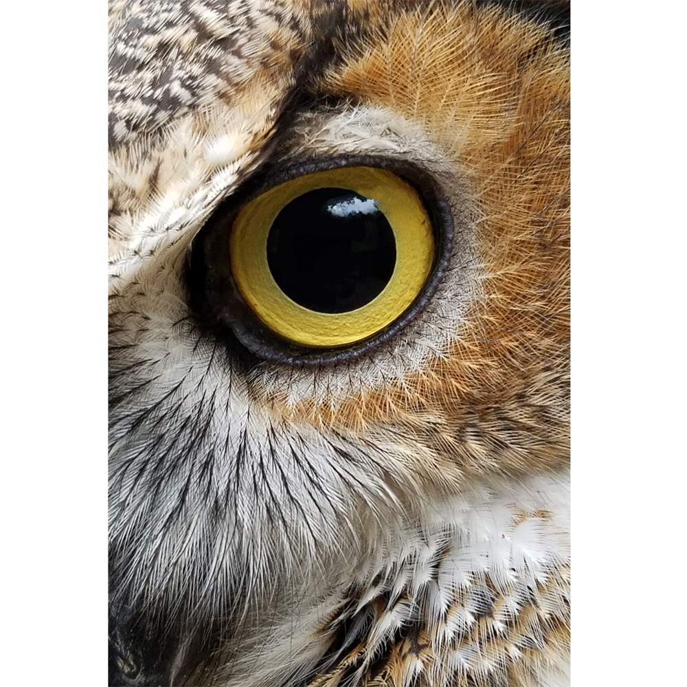 Ruby postcard | International Owl Center Online Store